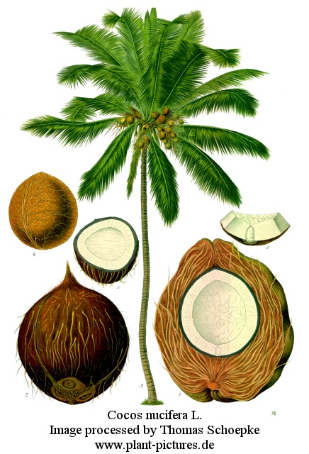 Dove Cresce la Palma da Cocco (Cocos nucifera) ? | Il Gusto Della Natura
