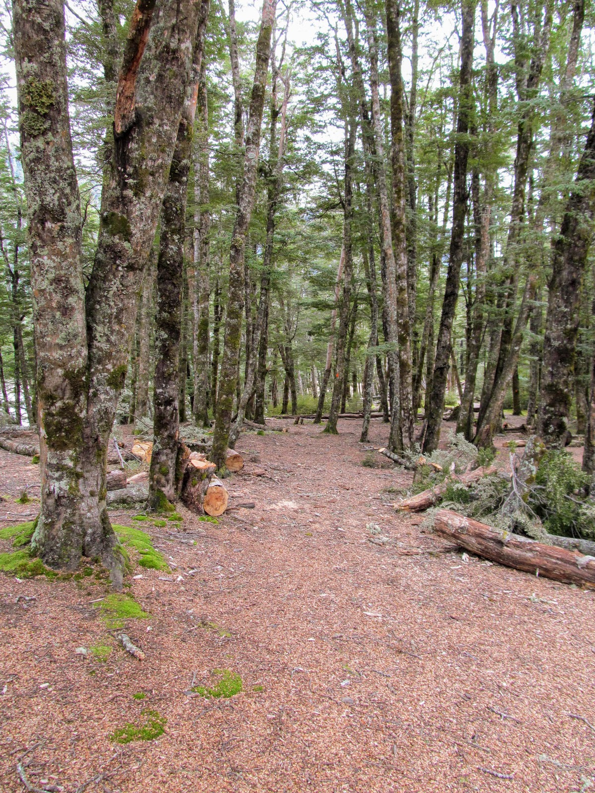 Arthurs Pass Adventures: Tramping in Arthurs Pass National Park: Hawdon ...