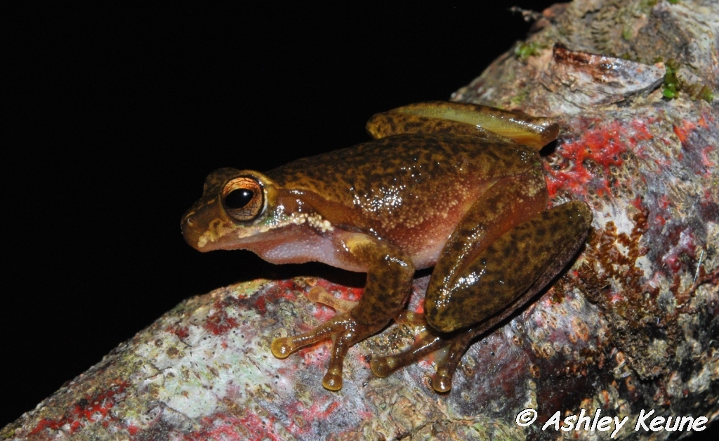 Australian Frogs Photography: KEUNEA PHOTOGRAPHY: Pearson's Green Tree ...