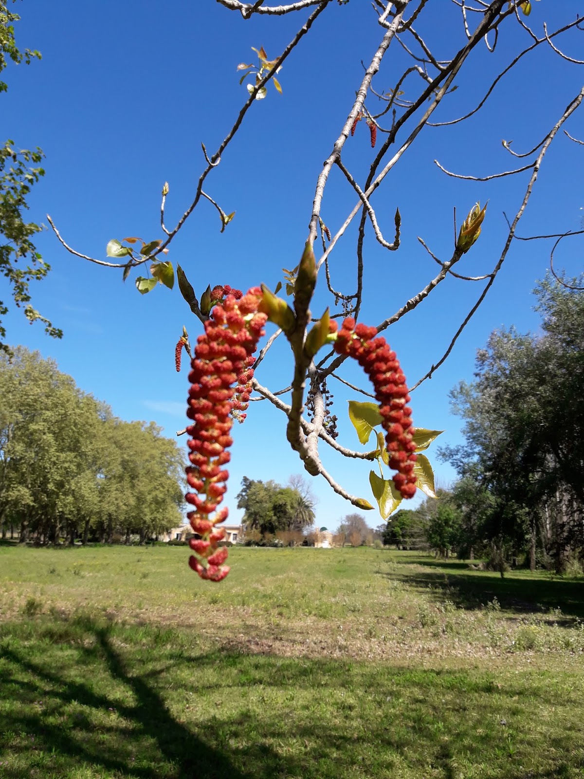 .:MEDICINA FLORAL HOY:. GABRIELA RICCIARDELLI: Flores de Bach: Aspen ...