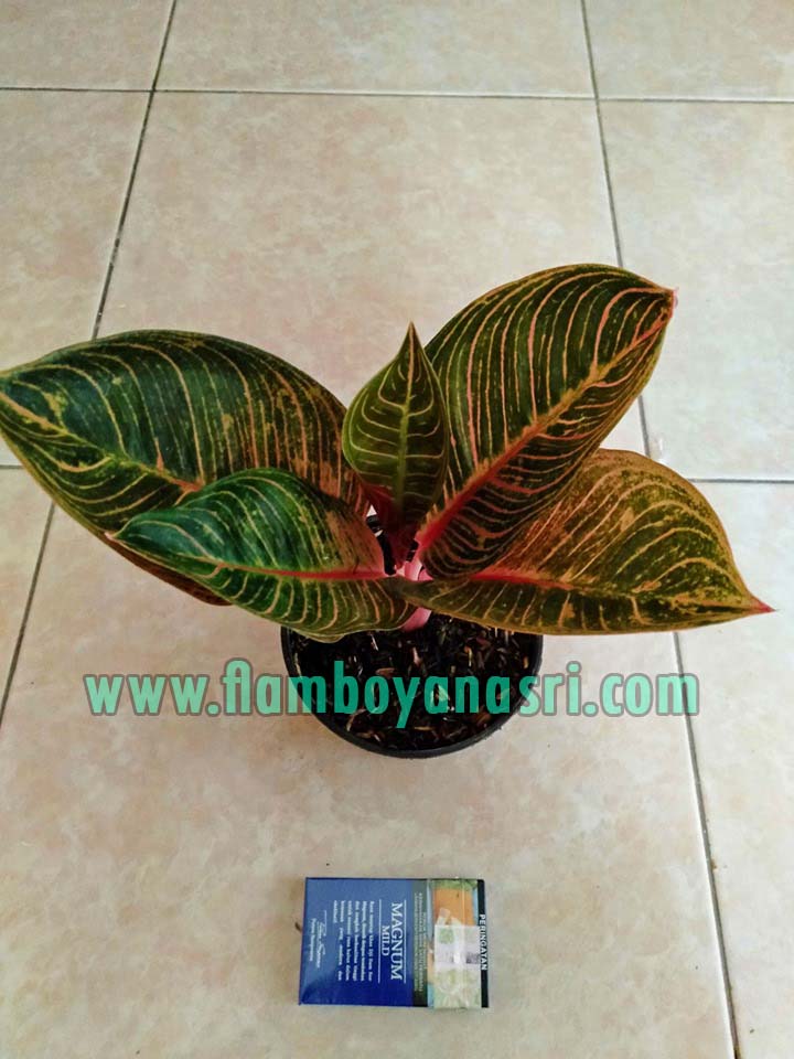 35 Jenis Aglaonema Beserta Gambar - TUKANG TAMAN SURABAYA