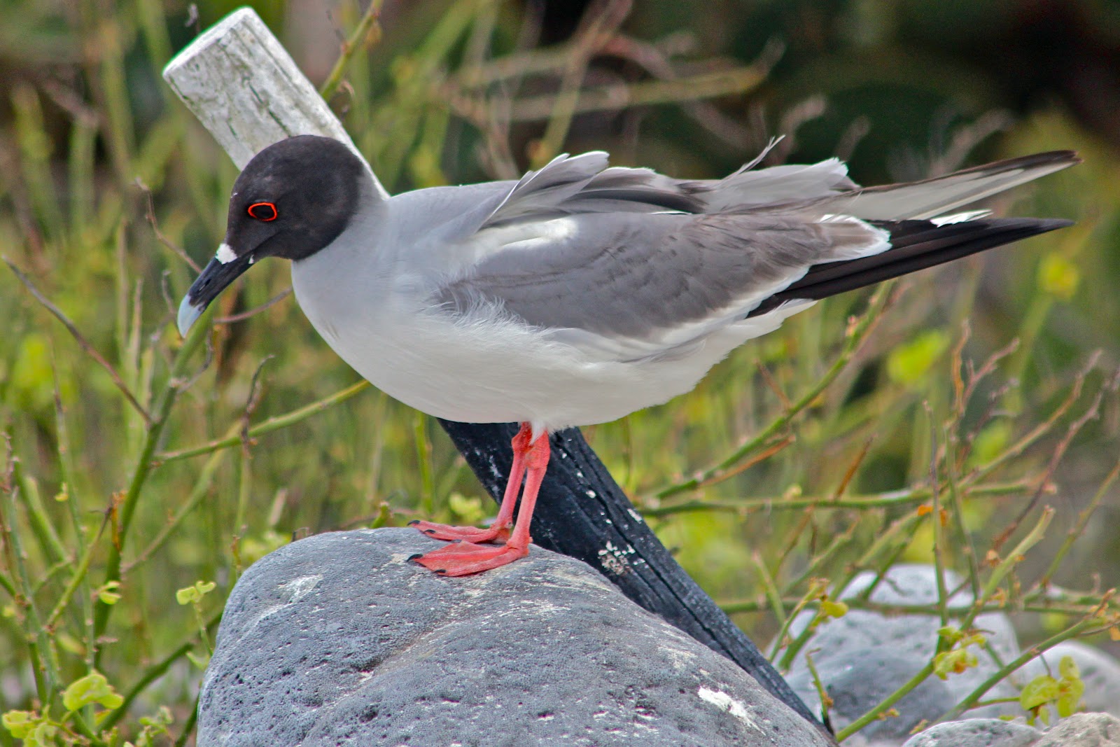 Nature Photography: Galapagos Birds