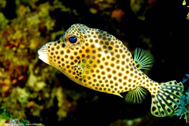 The Spotted TrunkFish | Fun Animals Wiki, Videos, Pictures, Stories