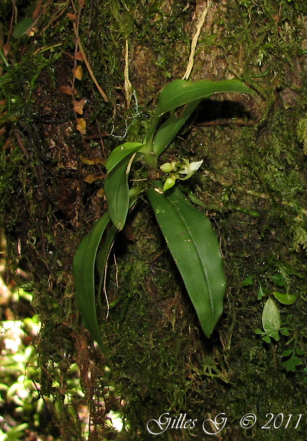 Angraecum acutipetalum orchid plant care and culture | Travaldo's blog