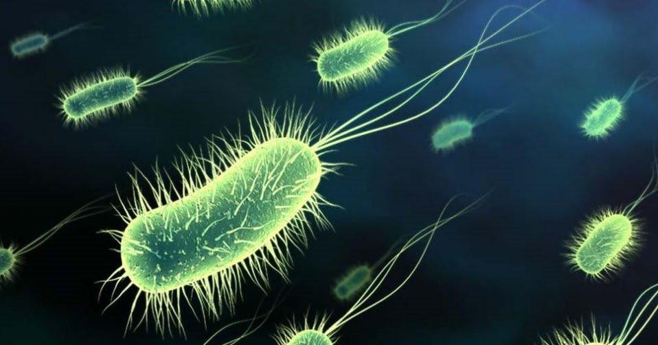 Estructura del flagelo bacteriano - Biología