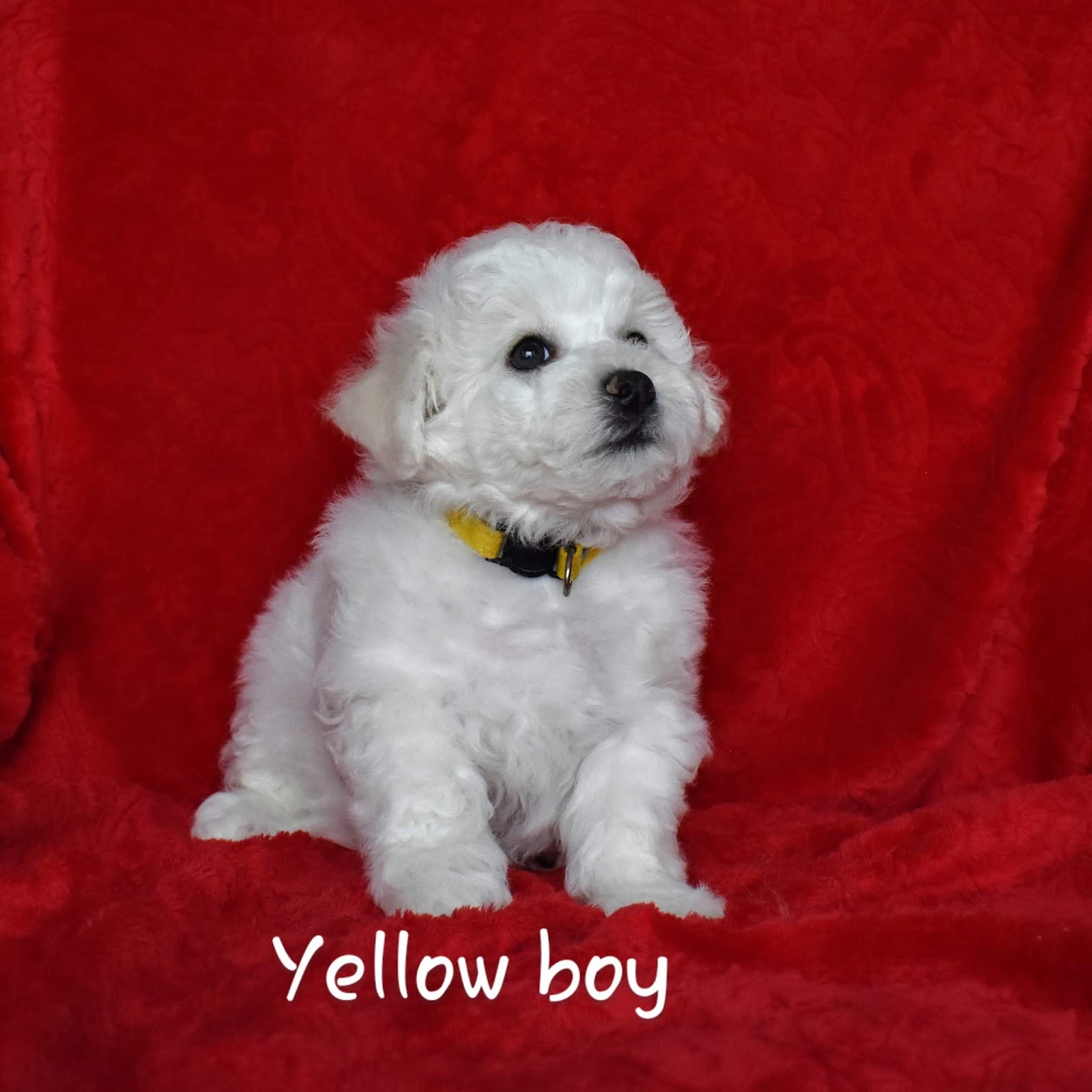 Kay-Tay Bichon Frise