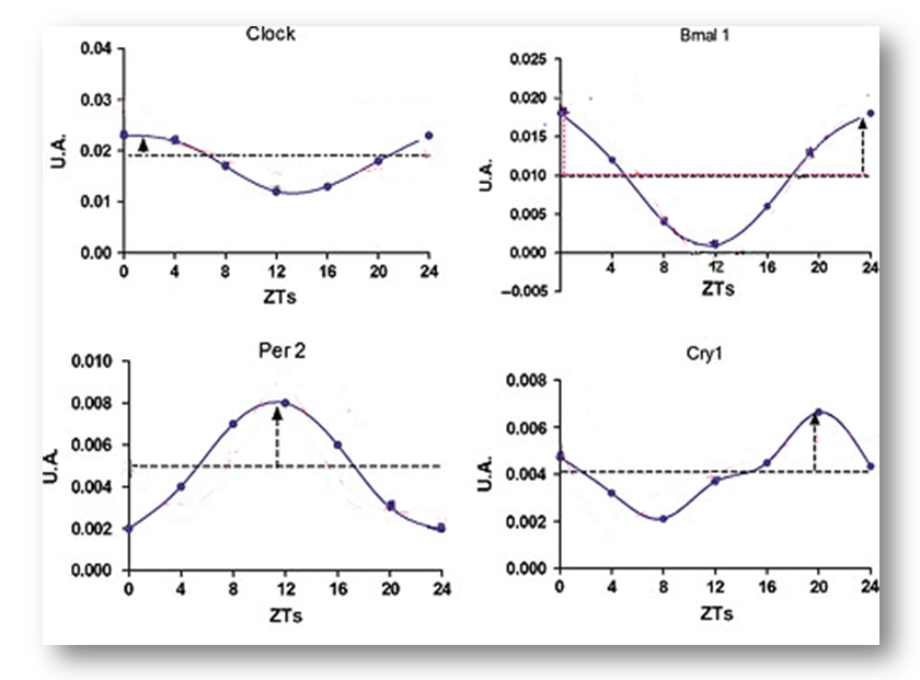 Entrenando con Cabeza: El reloj biológico (2ª parte): principales ...