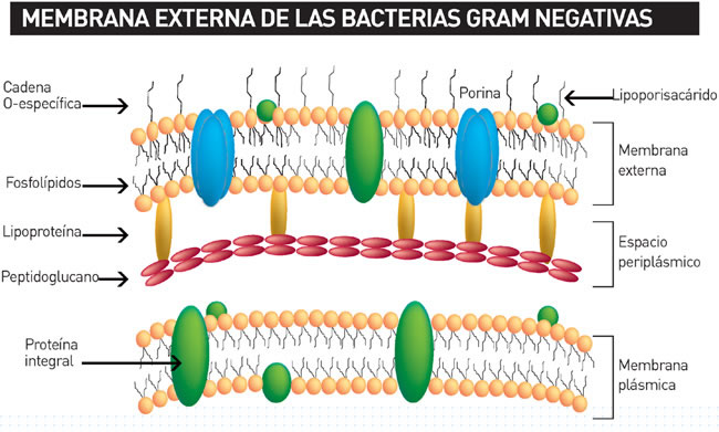MICROBIOLOGÍA - Mind42