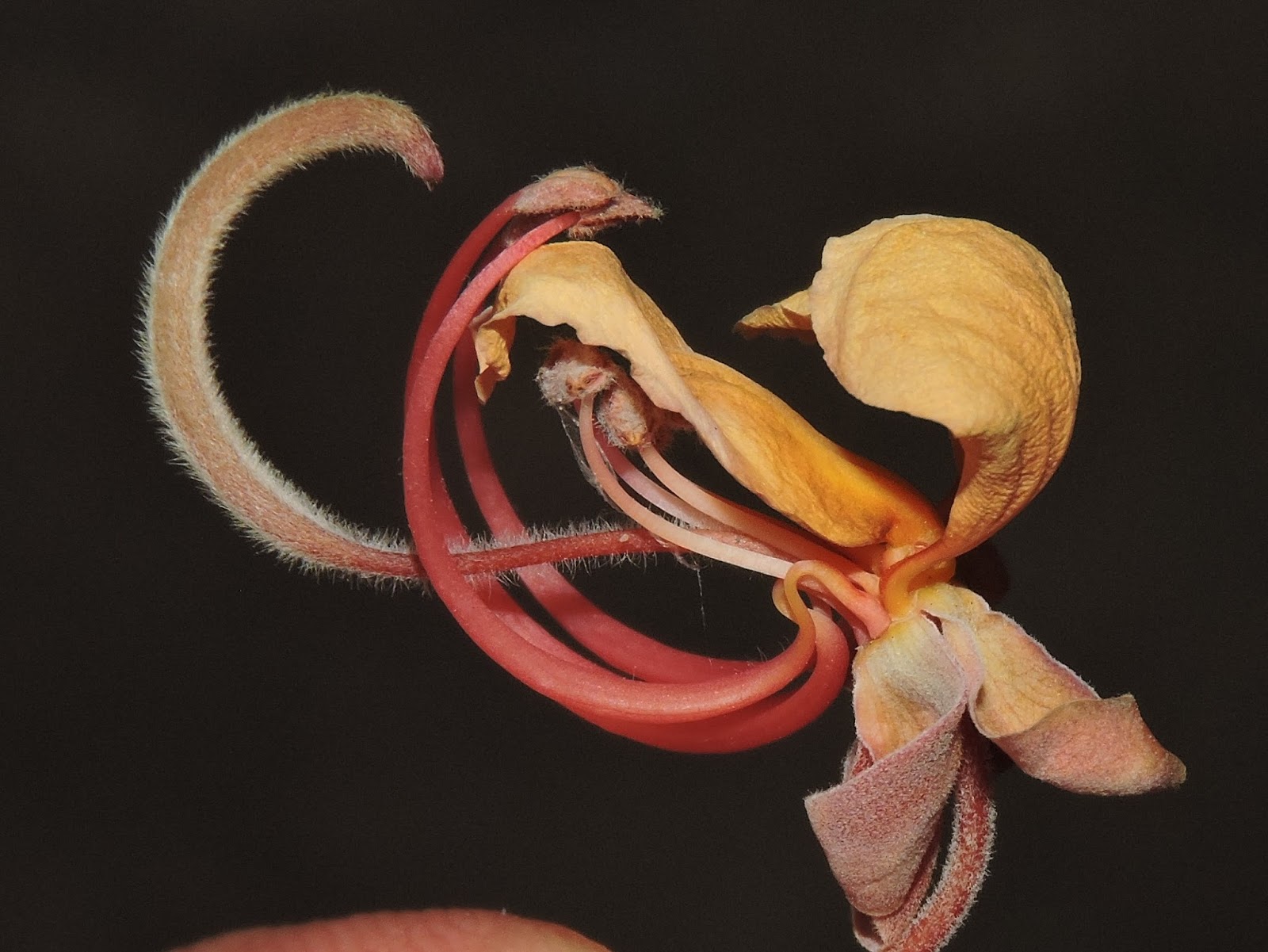 Fabaceae - Leguminosae no Brasil: Fabaceae - Cassia grandis L. f ...