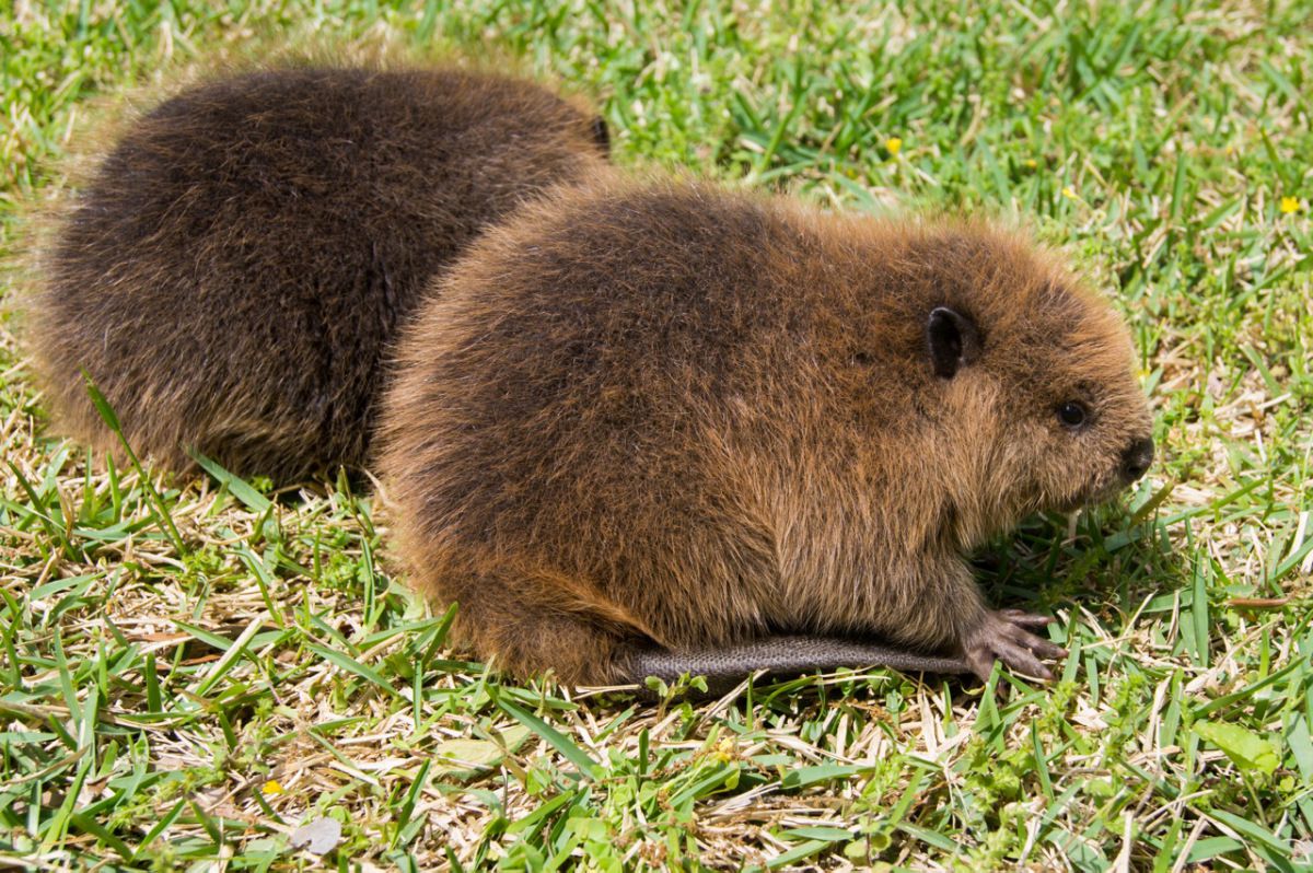 DABAR / BEAVER /-Branu grade da bi podigli nivo vode u jezeru ili u ...