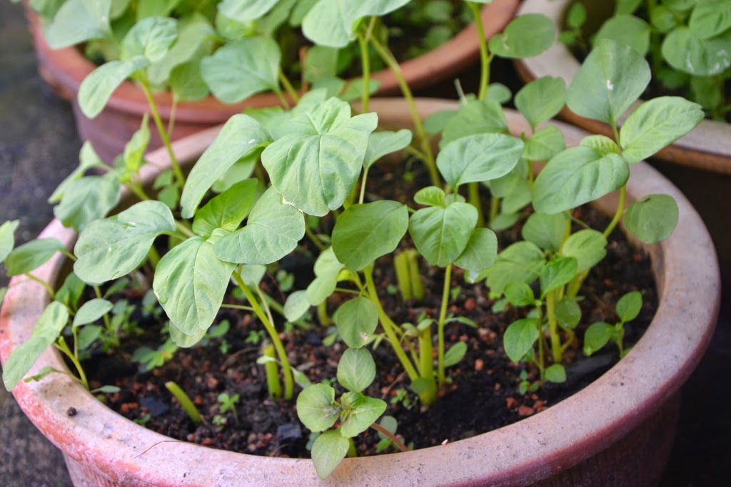 My little vegetable garden: Spinach / Bayam are civilised lots.