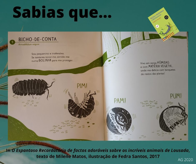 BE AE Coelho e Castro: Bichinho-de-conta