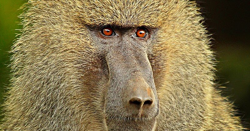 Mythology and Folklore UN-Textbook: Story of the Day: The Origin of Monkeys