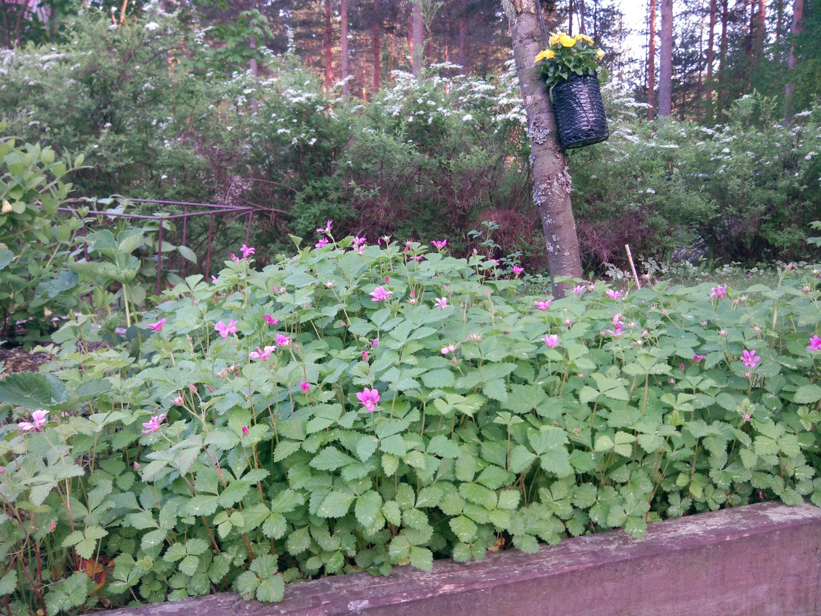 Toivolan puutarha: Mesimarja kukkii