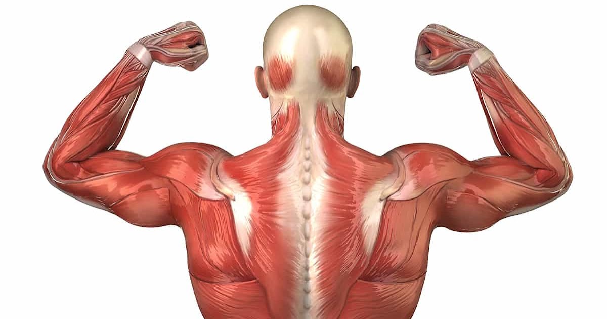 Muscles 25 Interesting Facts FactoPedia Universe muscles-25-interesting-facts-factopedia-universe