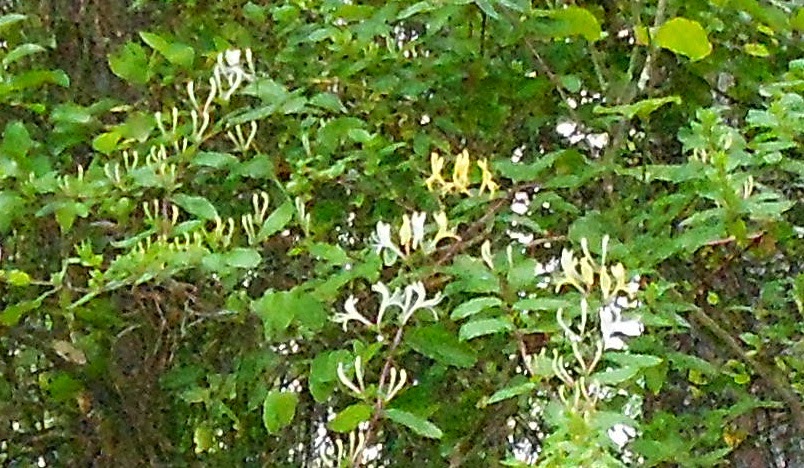 Still Waters--Notes from a Virginia Shire: Honeysuckle in the South