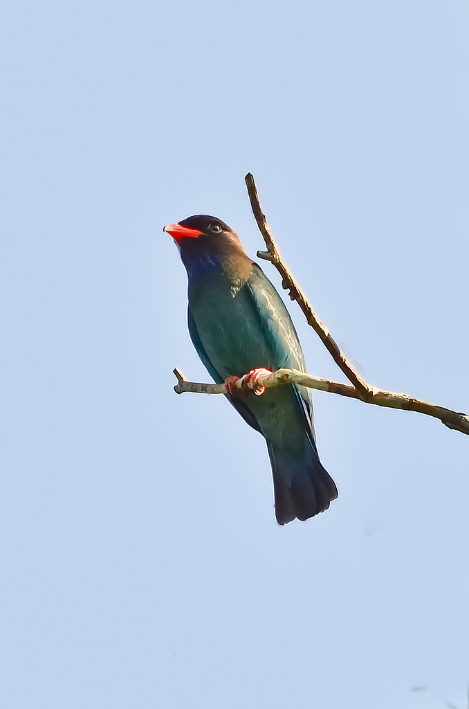 The Explorer : Red-Billed Bird