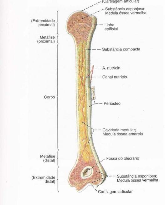 como se forma os ossos