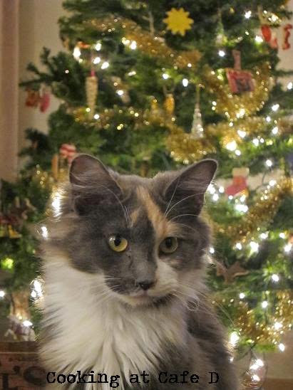 Cooking at Café D: Surviving Christmas with a Maine Coon Kitten