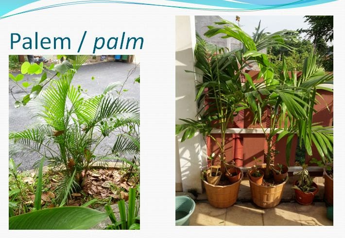 Contoh Taman Tropis: Contoh Taman Tropis - Tropical Garden Inspiration