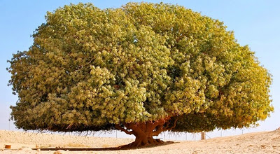 The Only Living Sahabi Tree