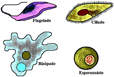 Biologia