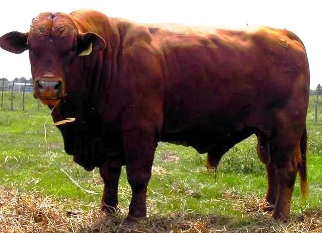 GAMBAR SAPI BEEFMASTER 6 | GAMBAR SAPI