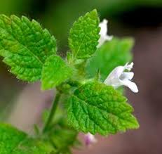MEDICINA NATURAL: PROPIEDADES MEDICINALES DEL TORONJIL O CITRONELA ...