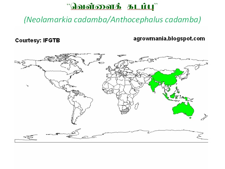 Agroforestry - A blog on Agrihortisilviculture: Anthocephalus cadamba ...
