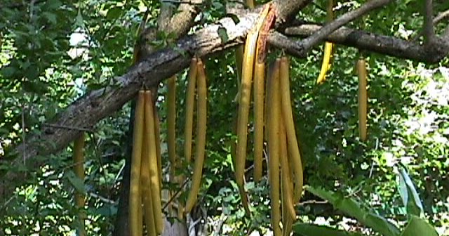 The Phytophactor: Tree Diversity Day - some days past