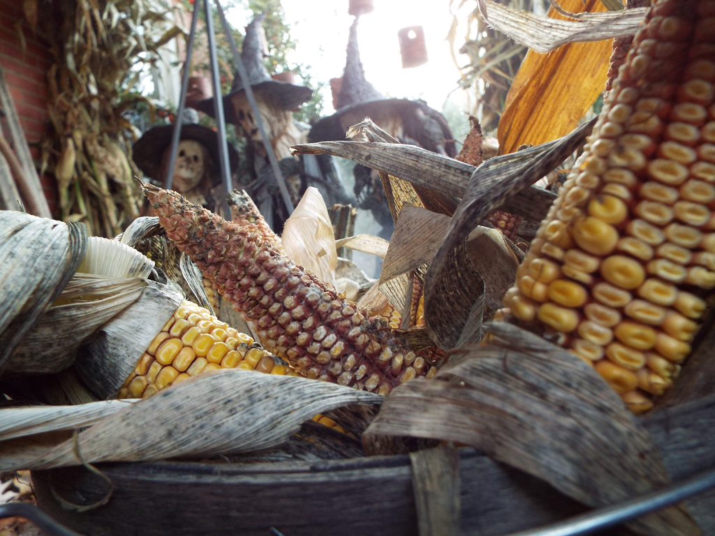 PUMPKINROT.COM: The Blog: Happy Halloween