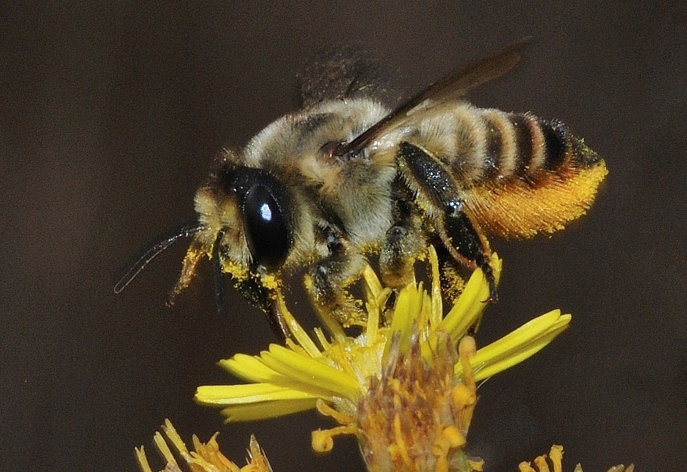 Springfield Plateau: Native Bee Houses