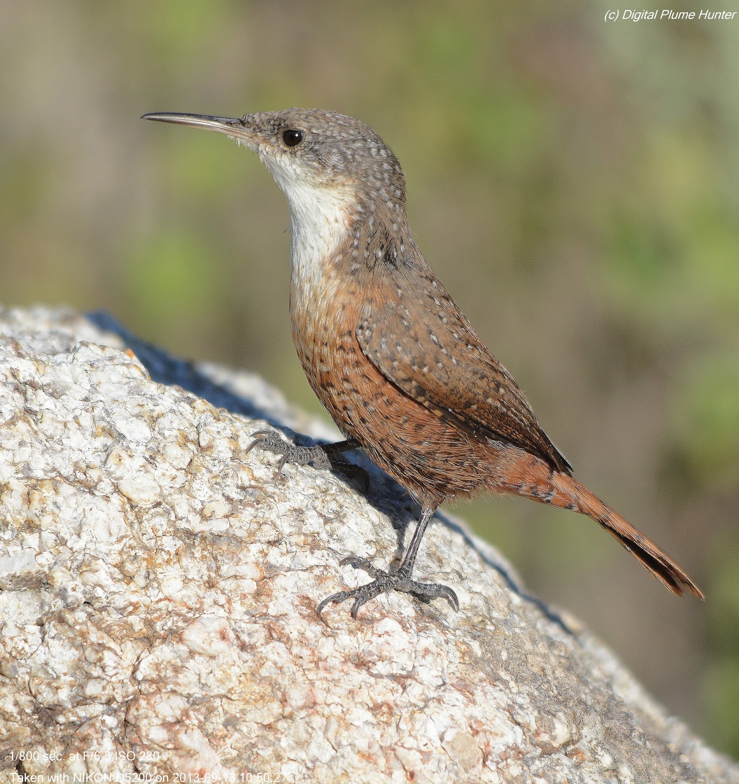Hunting Digital Plumes in the US and Beyond: Wrens that Rock: Rock Wren ...