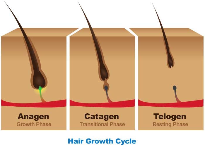 What The Hair Growth Cycle Teaches Us About Hair Growth - Natures ...