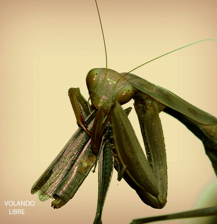 Loporzano 15 Lugares: MANTIS RELIGIOSA Y MANTIS PALO