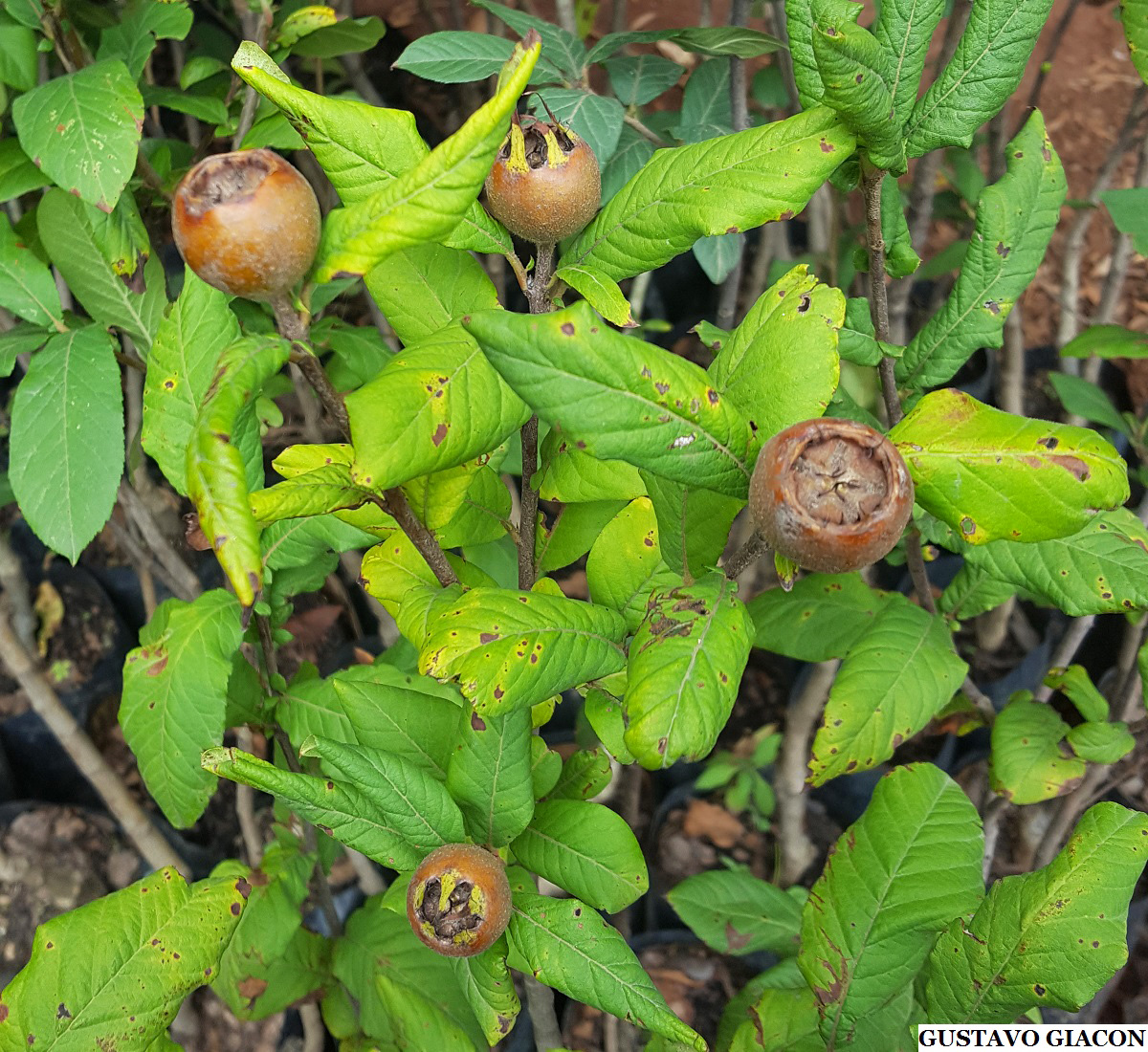Viveiro Ciprest - Plantas Nativas e Exóticas: Nespoli Italiano ...