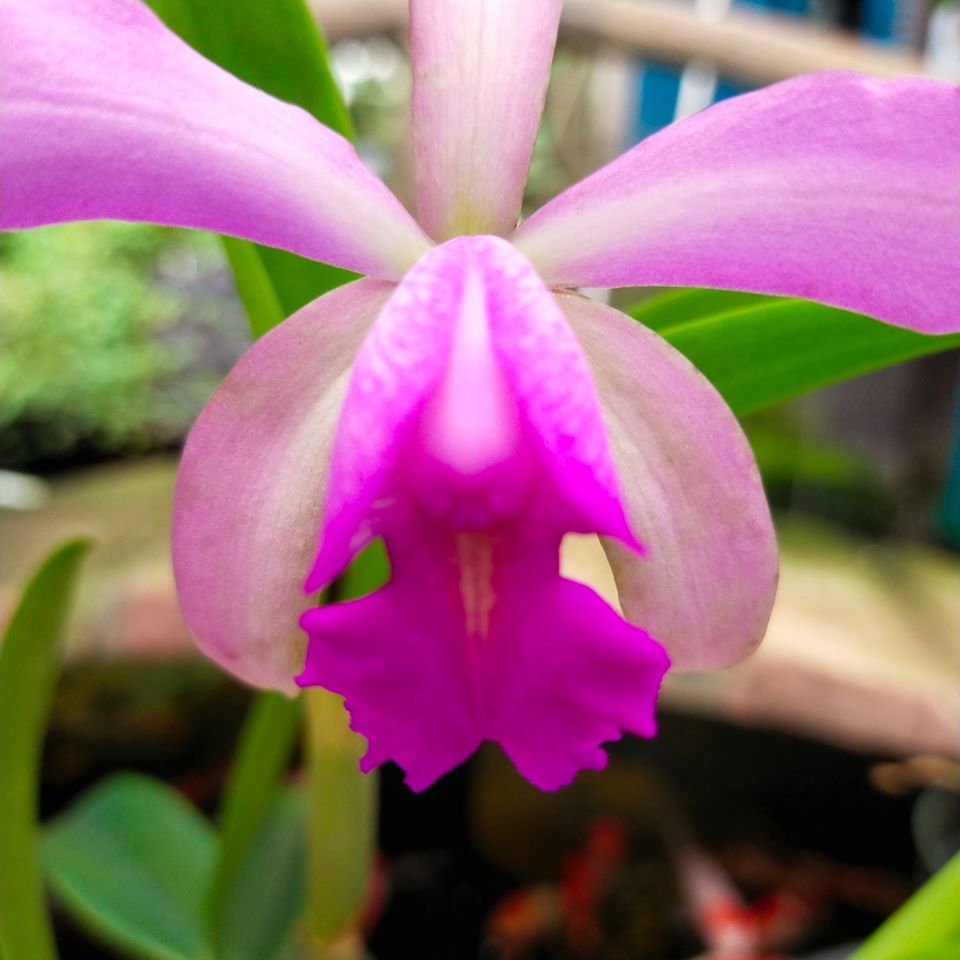 Ade's Orchid: Cattleya Beautiful Kaylila