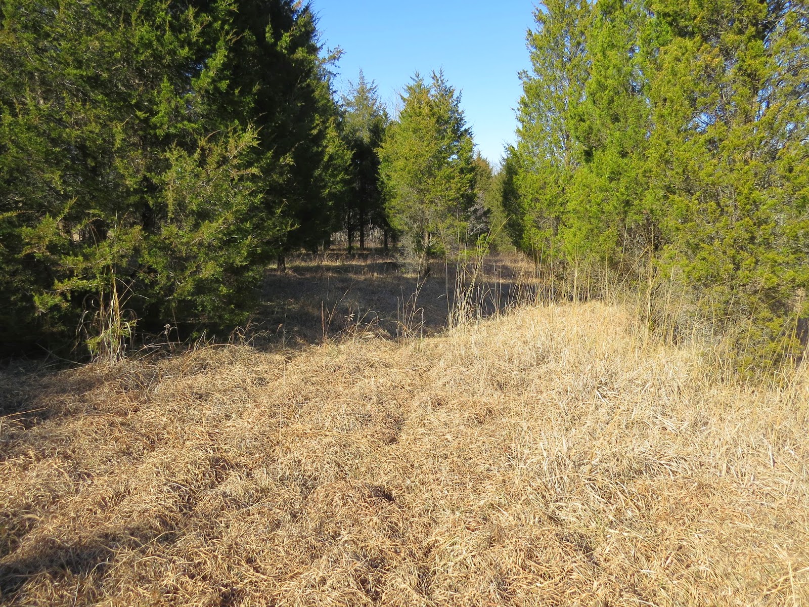 Blue Jay Barrens: Cedar Maintenance in the Middle Field