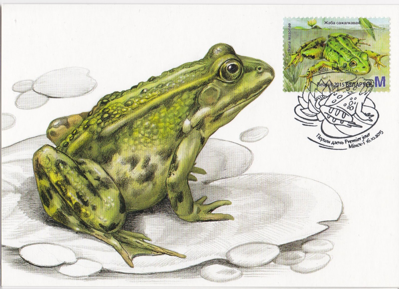 Maximum Cards Collection And Exchange Not For Exchange Maximum Cards Of The Frogs Year 2015 maximum-cards-collection-and-exchange-not-for-exchange-maximum-cards-of-the-frogs-year-2015