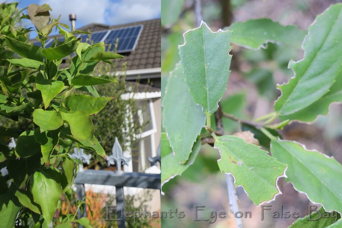 Four favourite garden books and our tiny urban forest