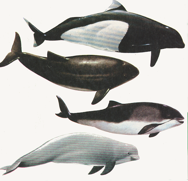 CETÁCEOS - Saiba Tudo Desses Mamíferos Aquáticos