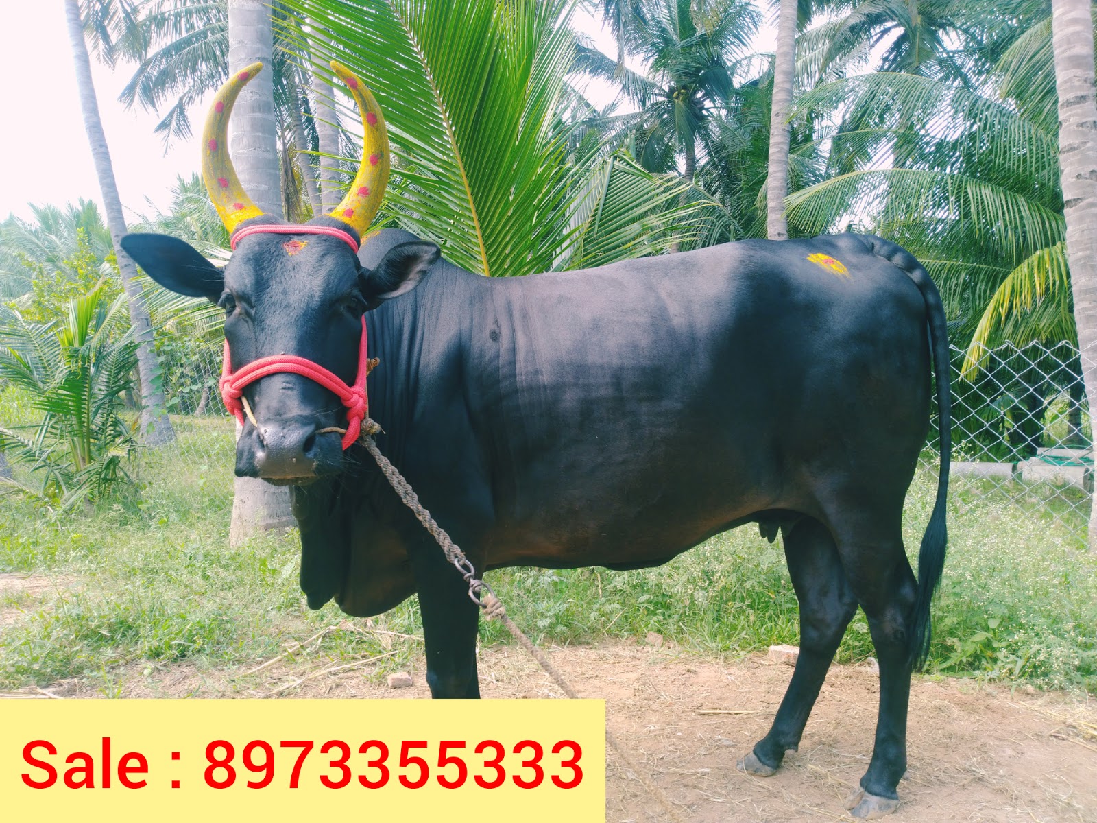 Karam Pasu (காராம் பசு)