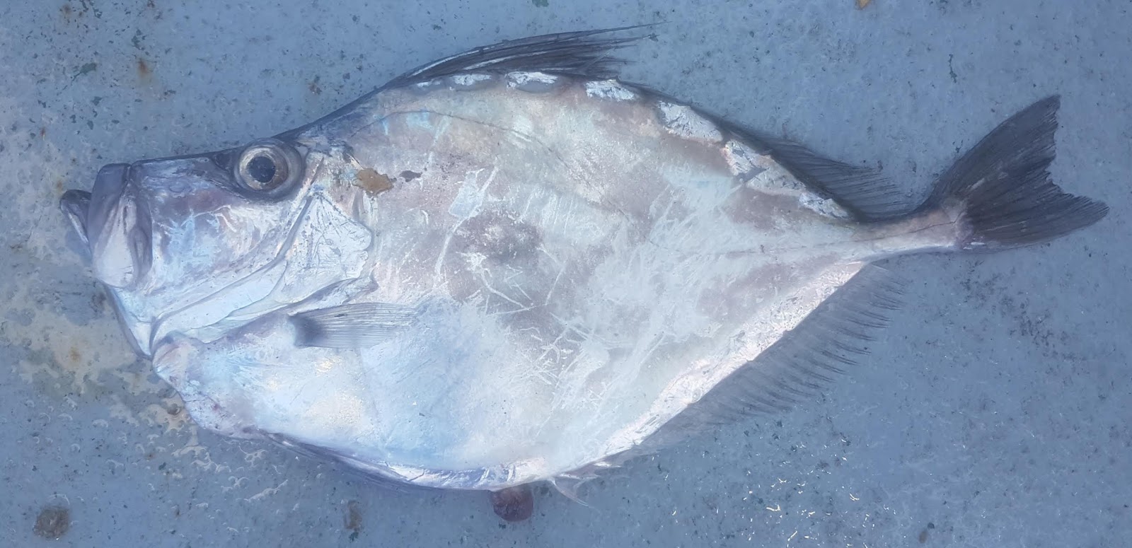 El Mar Argentino Maffeis Oscar: Peces y mamiferos.