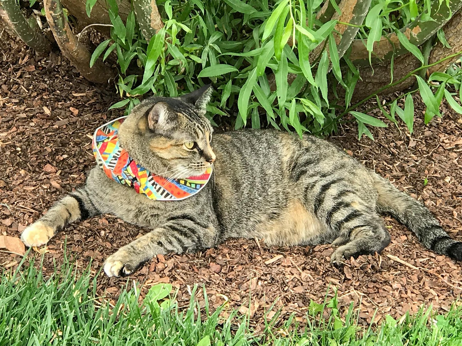 Cats in Gardens: Cat Fling