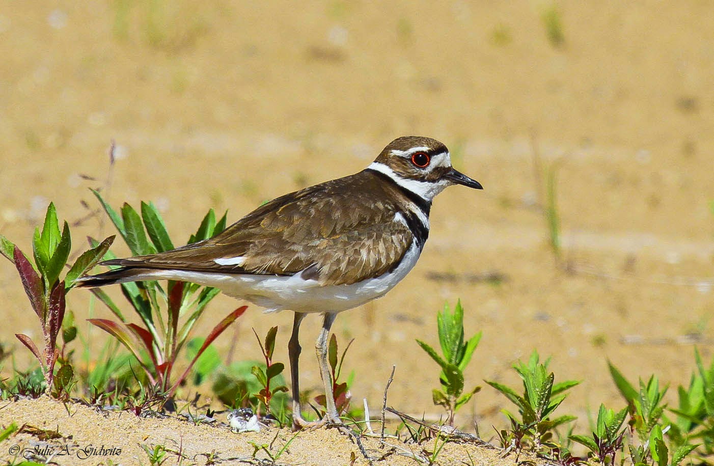 Birding Is Fun!: Lake Michigan Shoreline Birding