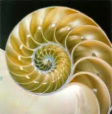Πλησίστιος...: Η ακολουθία Fibonacci στη φύση...