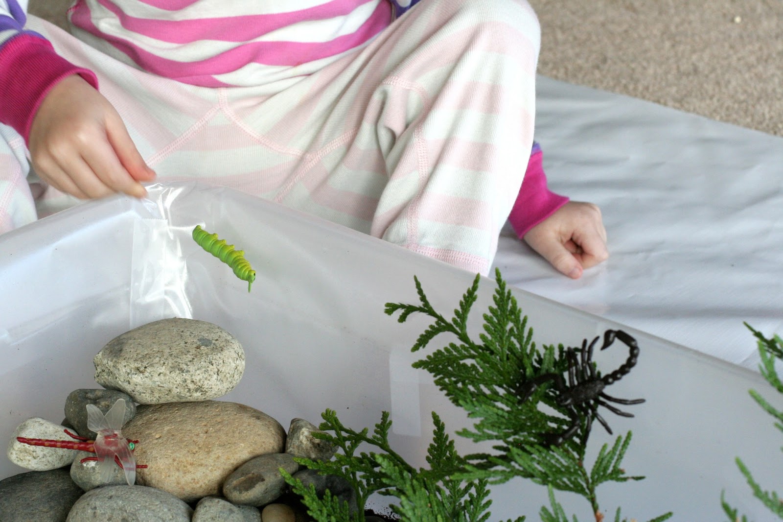 Simple Small Worlds: Insect World