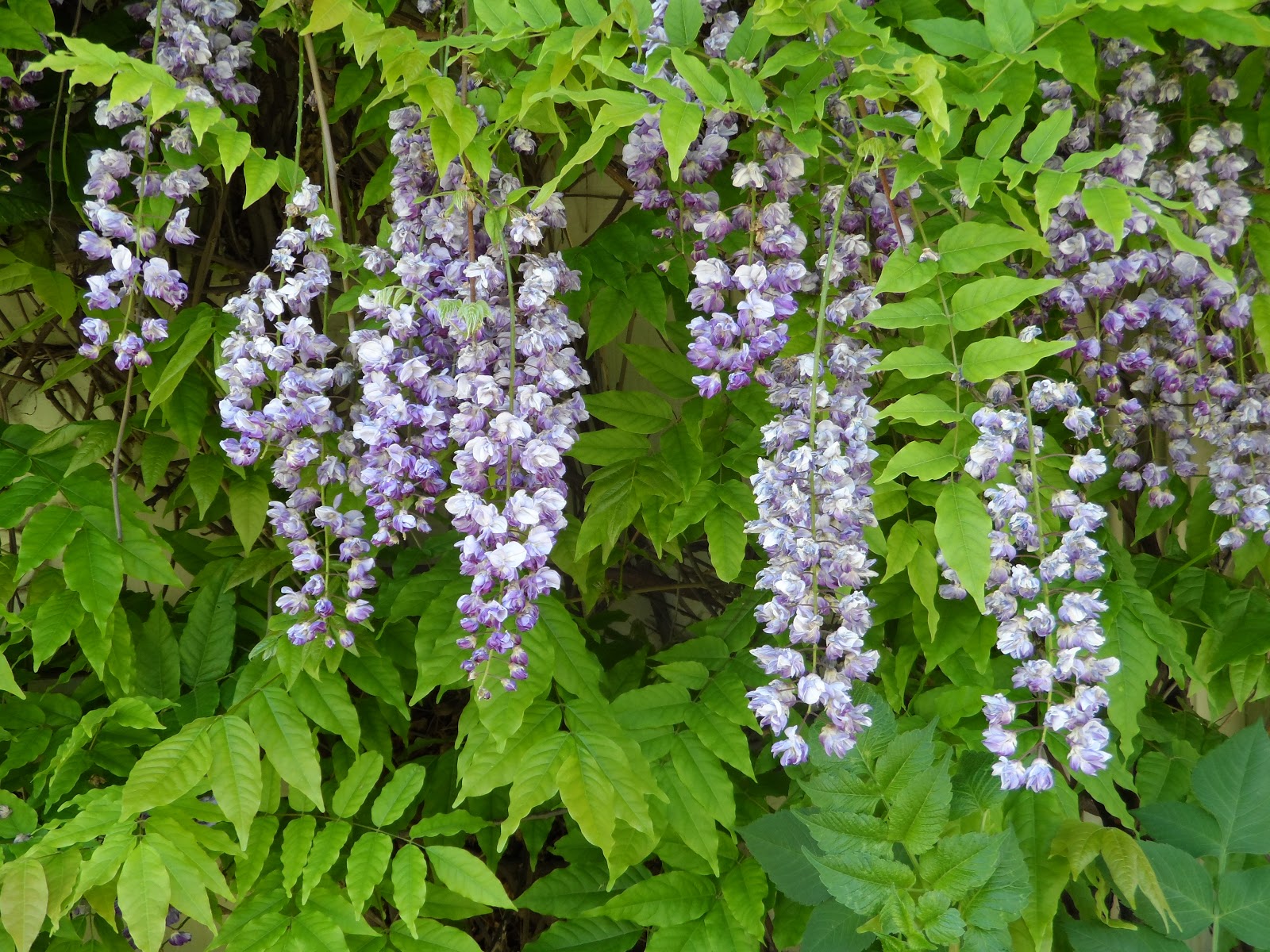 Glicínia [Wisteria floribunda (Willd.) DC.] | A planta da vez