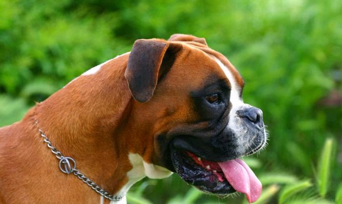 Todo Sobre Perros: Bóxer alemán