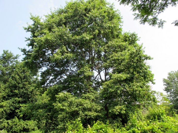 FLORA NEL SALENTO e.. anche altrove: Quercus rubra L - Fagaceae ...